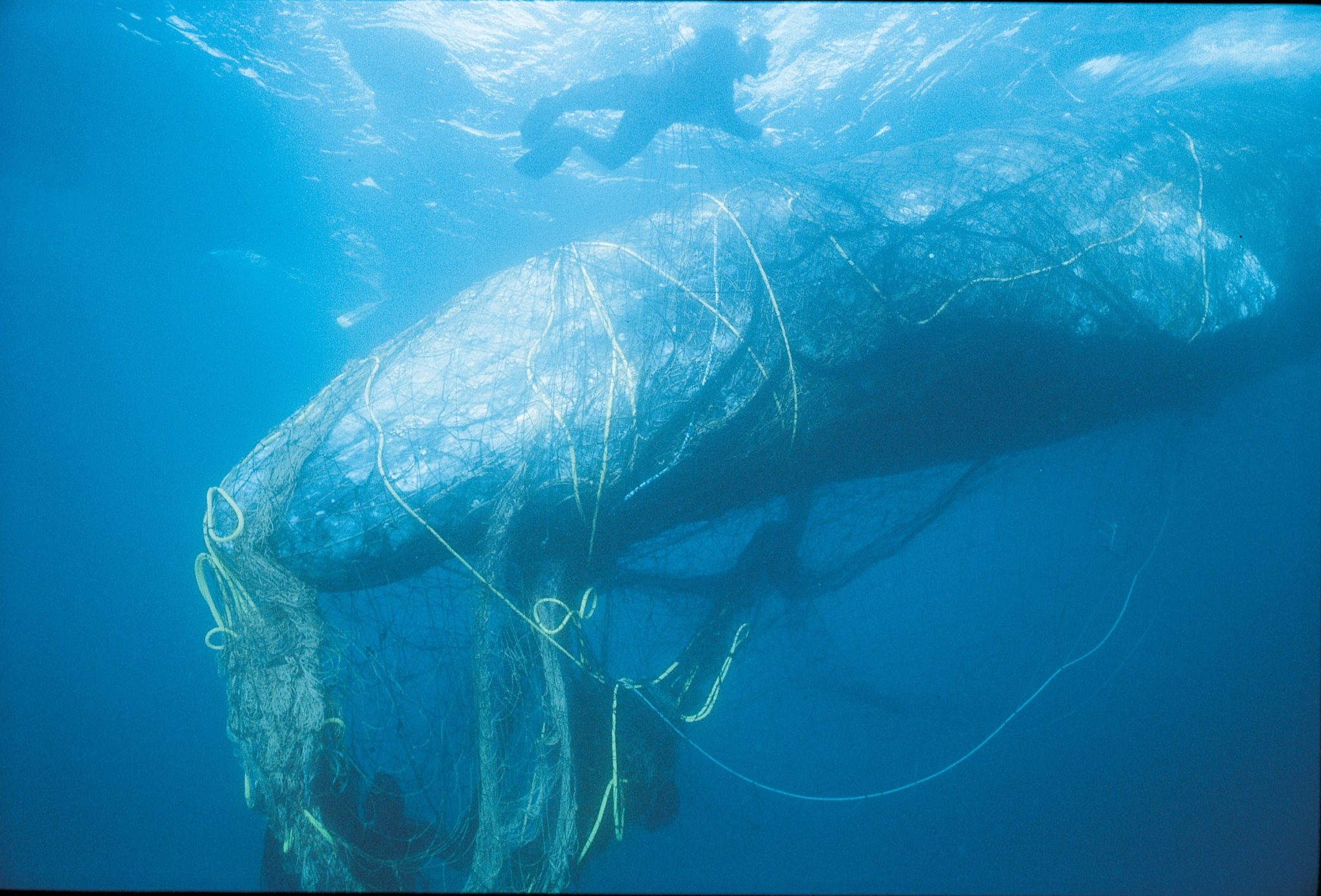 Bycatch Gray Whale In Net BobTalbot 1986-Californie -Marine Photobank ...
